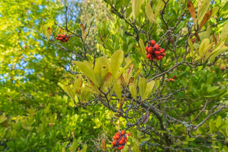 Red Fruits of Magnolia Loebneri Stock Photo - Image of outdoors ...