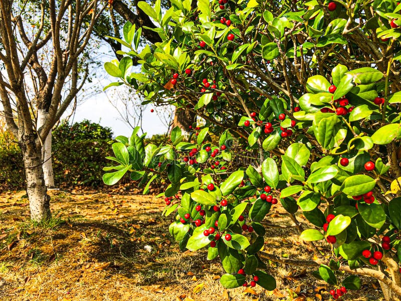 Beautiful Red Fruits on the Tree Stock Image - Image of japan, branch ...