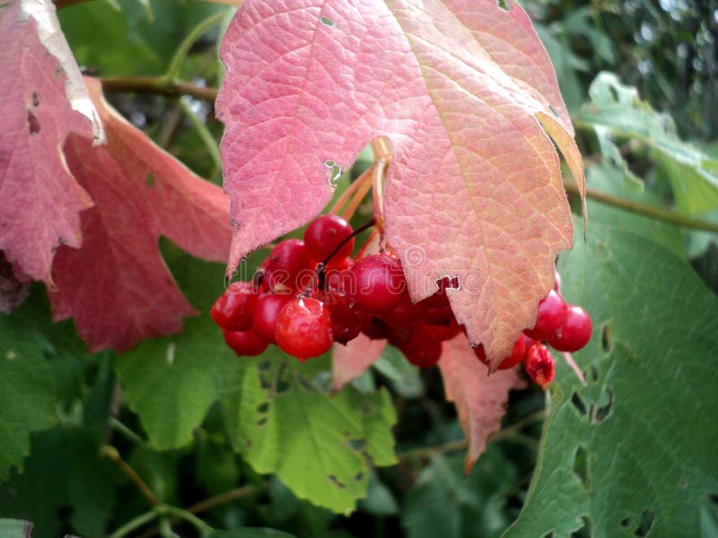Red fruit stock image. Image of branch, vibrant, tree - 206931939