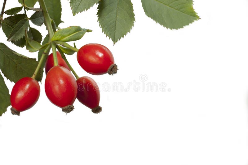 Red Fruits of the Wild Rose Stock Photo - Image of object, harvest ...