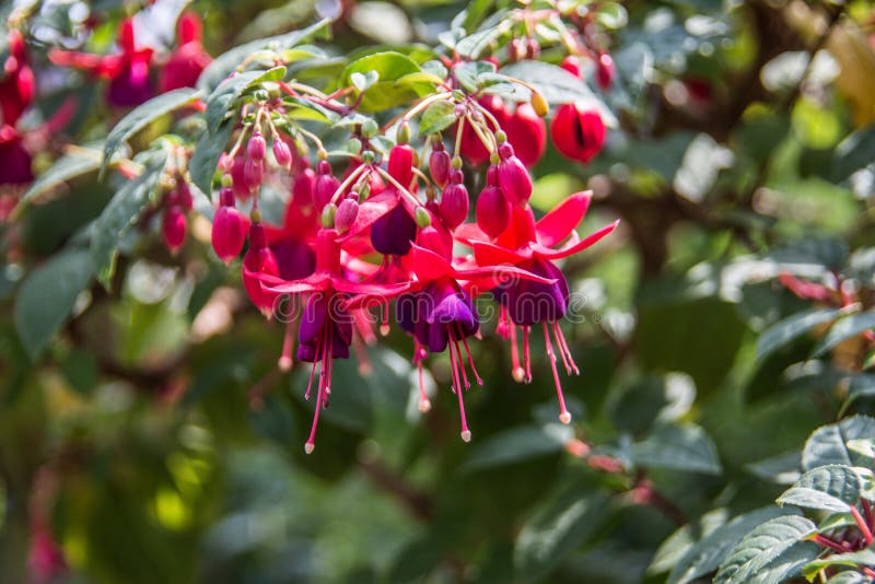 Red fuchsia flowers stock photo. Image of petals, balcony - 187219576