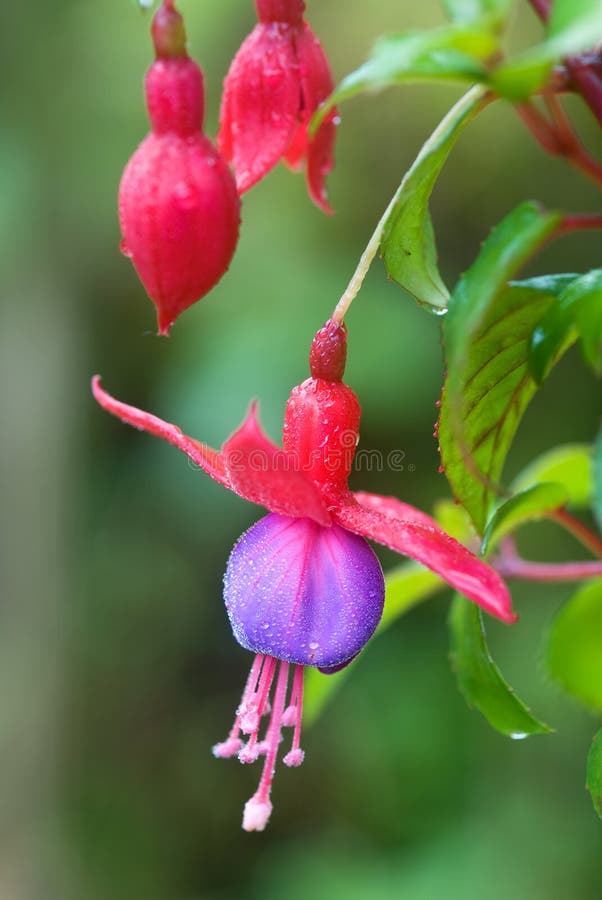 Red Fuchsia or Lady S Eardrops Flower Stock Image - Image of ...