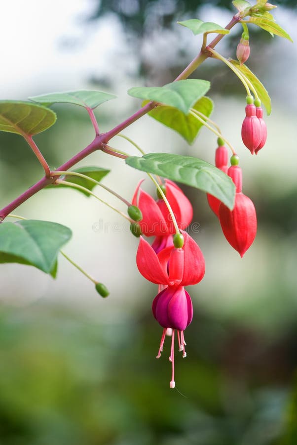 Red Fuchsia or Lady S Eardrops Flower Stock Photo - Image of growth ...