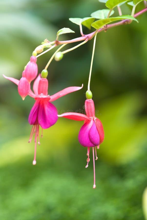 Red Fuchsia or Lady S Eardrops Flower Stock Image - Image of growth ...