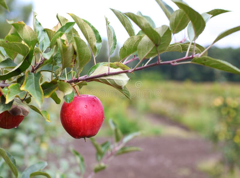 Bunch of Red Fuji Apples in Apple Trays at the Supermarket. Stock Photo ...