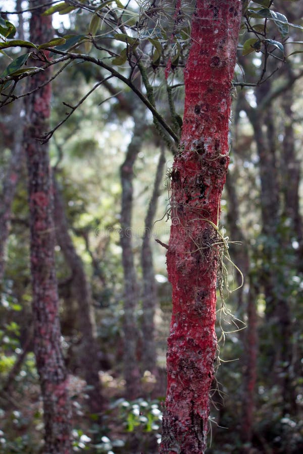 Spooky Twisted Forest stock image. Image of dark, twisted - 50267323