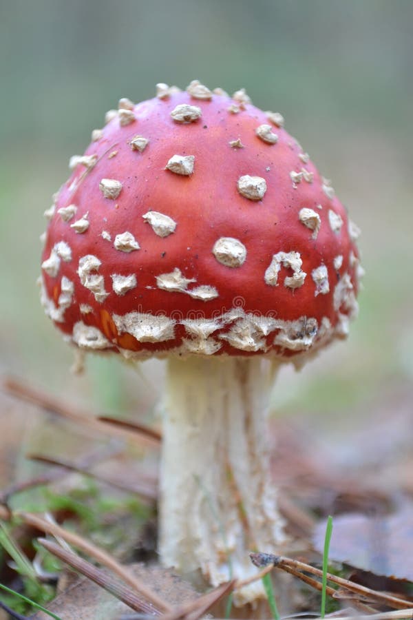 Red Fungus stock photo. Image of november, fall, season - 69291304