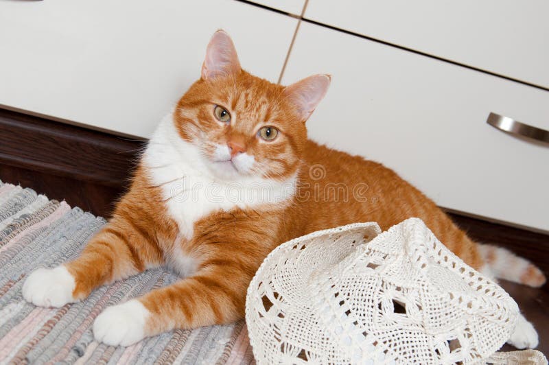 Red Funny Cat and Big White Hat Stock Photo - Image of portrait, face ...