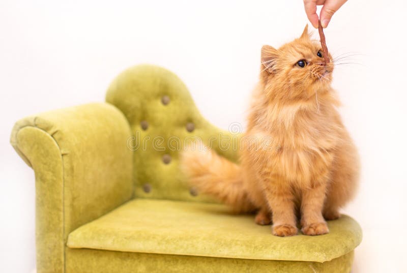 Red Funny Cat Isolated on White Background Stock Photo - Image of ...