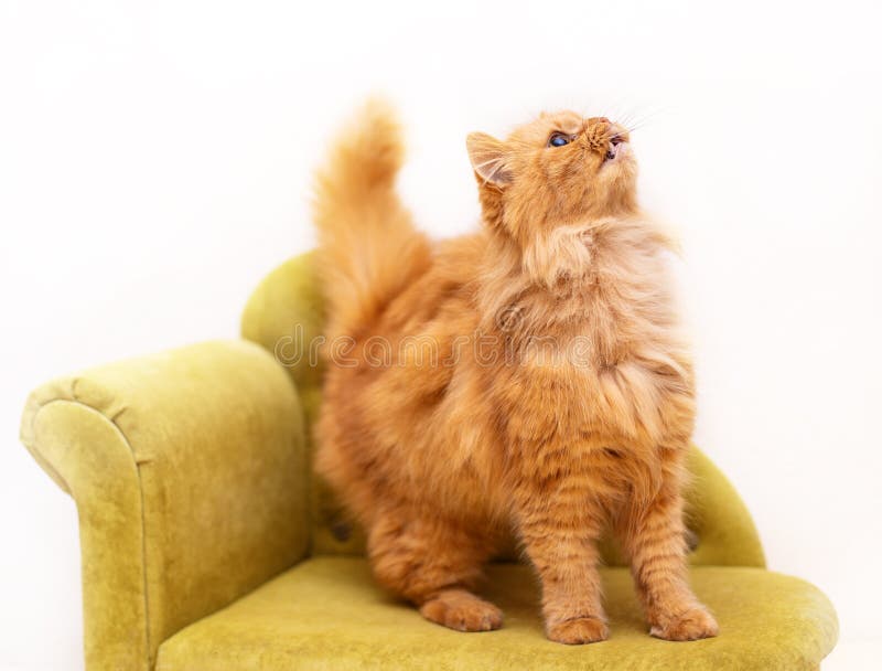 Red Funny Cat Isolated on White Background Stock Photo - Image of funny ...