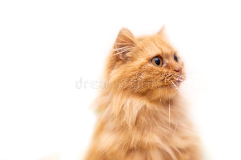 Red Funny Cat Isolated on White Background Stock Photo - Image of happy ...