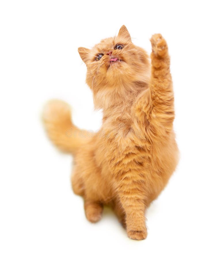 Red Funny Cat Isolated on White Background Stock Image - Image of grey ...