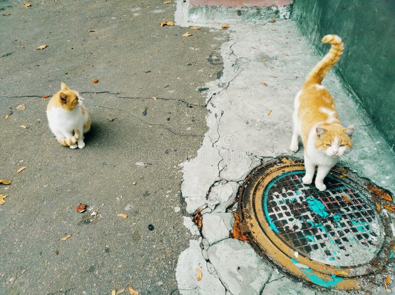 Red funny cats stock image. Image of grey, funny, life - 162006621