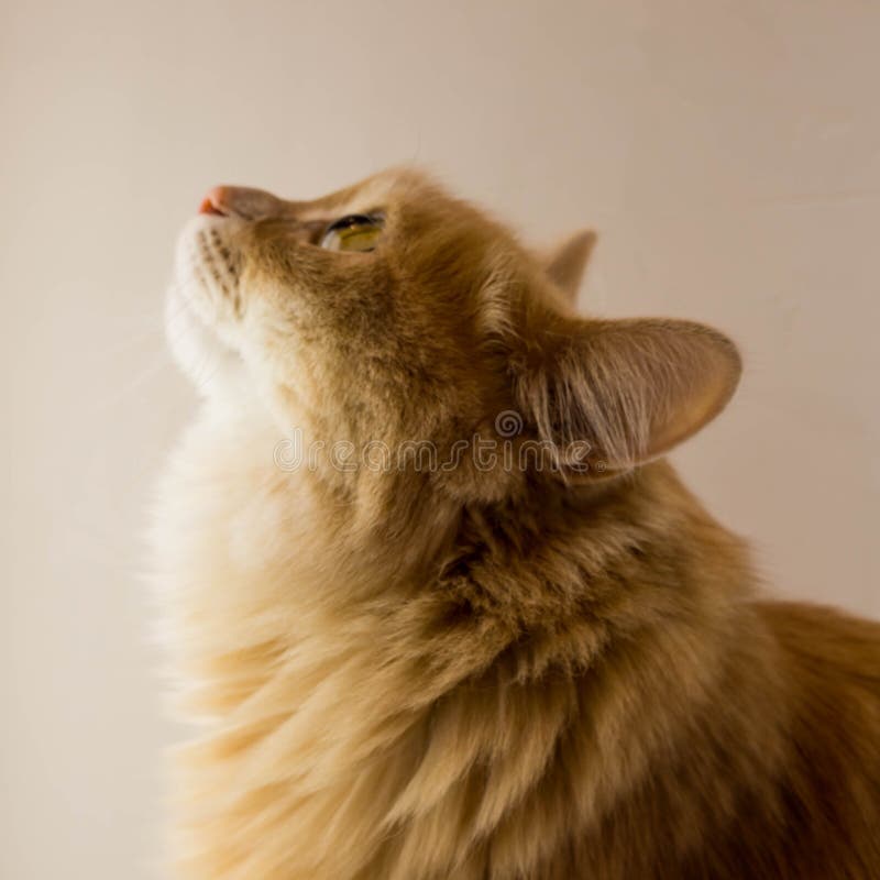Red Furry Cat Looks Up Profile Stock Photos - Free & Royalty-Free Stock ...