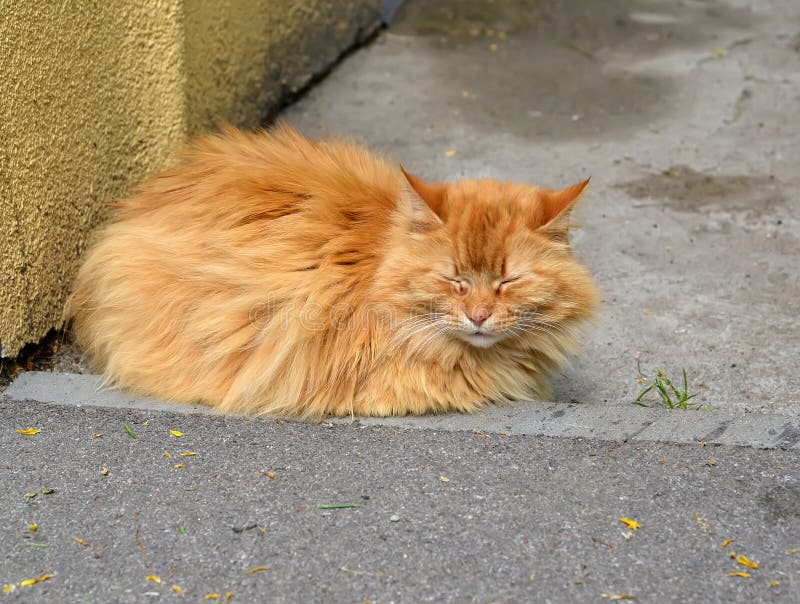 Red Furry Cat Sits on Tarmac with Eyes Closed Stock Image - Image of ...