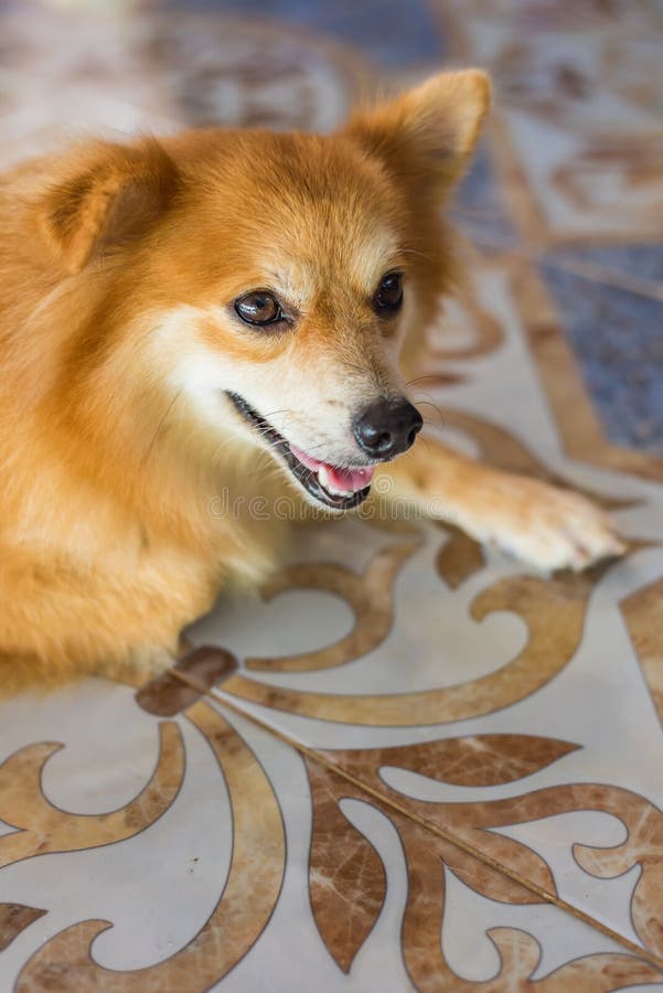 Red Furry Dog Lying on the Tile Floor. Stock Image - Image of cute ...