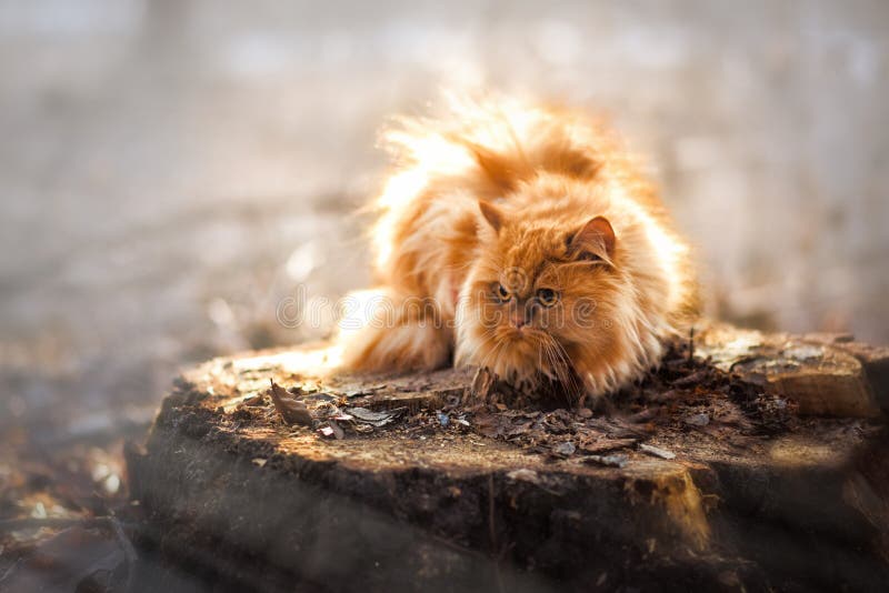 Red Furry a Liitle Bit Scared Persian Cat in the Forest. Soft Natural ...