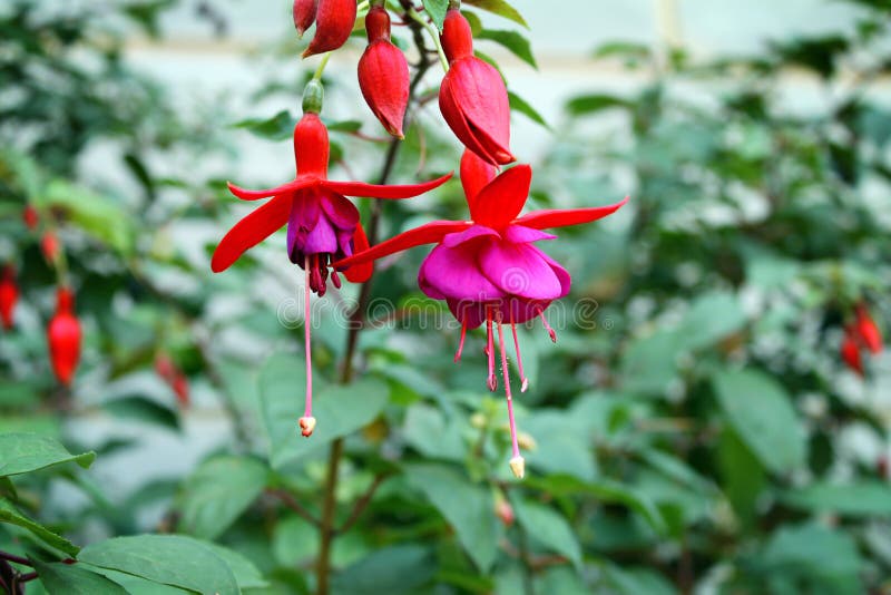 Red Fuschia Flowers stock image. Image of blooming, fuschia - 40599641