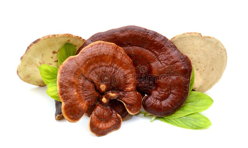 Red Ganoderma on White Background. Photography, Image. Stock Image ...