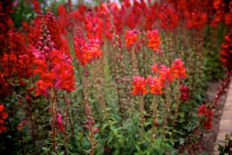 Red garden stock photo. Image of gardens, flowers, cornwall - 85968368
