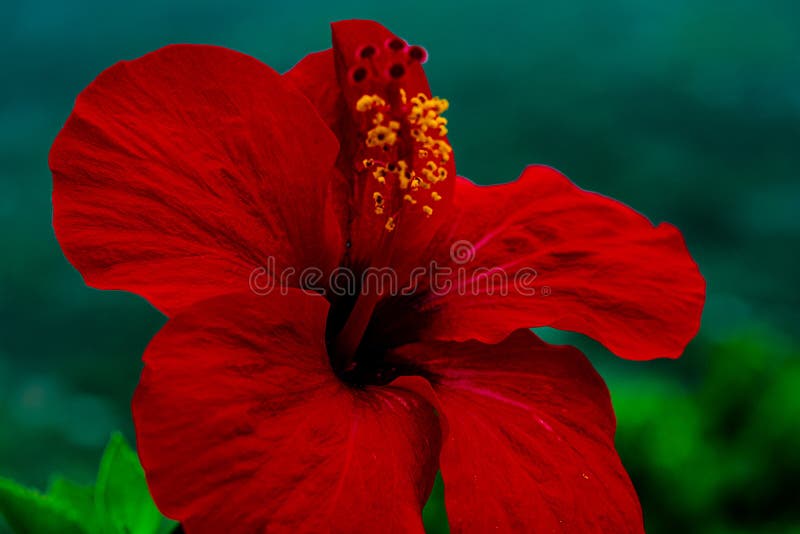 Red Garden Flower with Stem Stock Image - Image of botanical ...