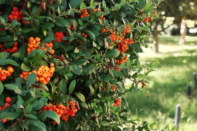 RED GARDEN FLOWERS stock image. Image of beautiful, nature - 156255685