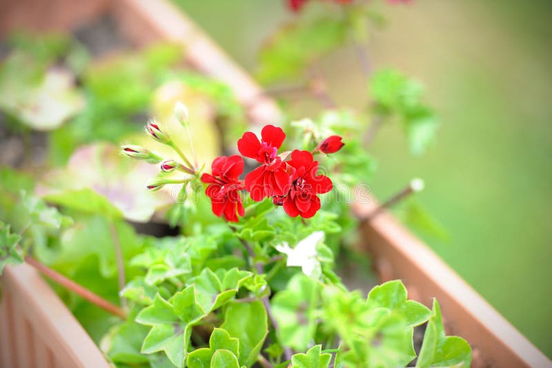 Red Garden Geranium Flowers Stock Image - Image of color, closeup: 31371561