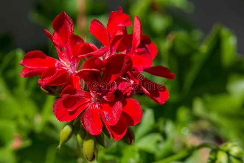 Red Garden Geranium Flowers Stock Image - Image of bloom, garden: 96775541