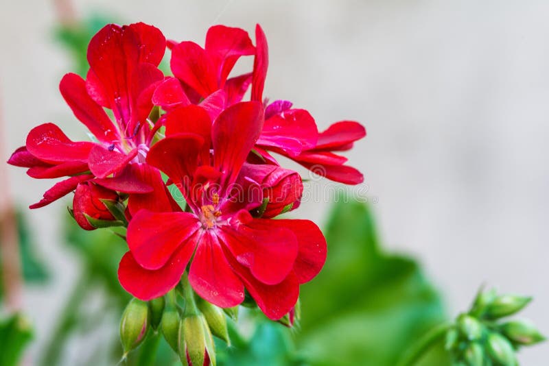 Red Garden Geranium Flowers Stock Image - Image of cultivated ...