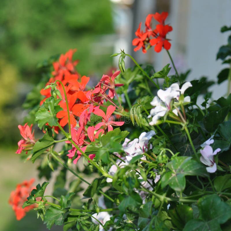 Geranium stock photo. Image of fresh, open, farm, blooming - 115757940