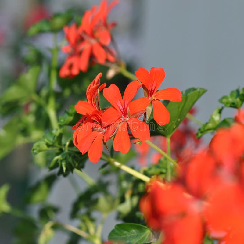 Geranium stock photo. Image of growth, decoration, geranium - 115757952