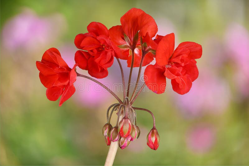 Red Garden Geranium Flowers Stock Photo - Image of biennial, botanical ...