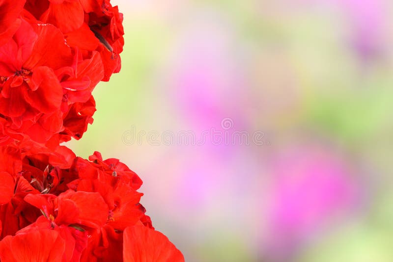 Red garden Geranium stock image. Image of decoration - 190052511
