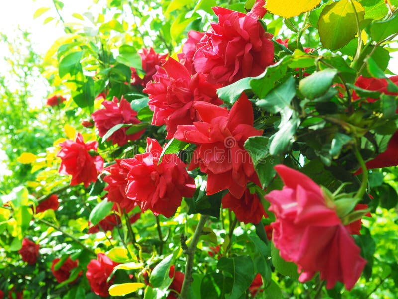 Red garden rose stock image. Image of herb, rose, petal - 250751505