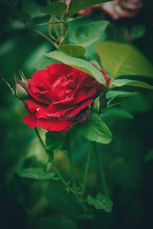 Red garden rose stock image. Image of flora, bunch, soft - 72529569