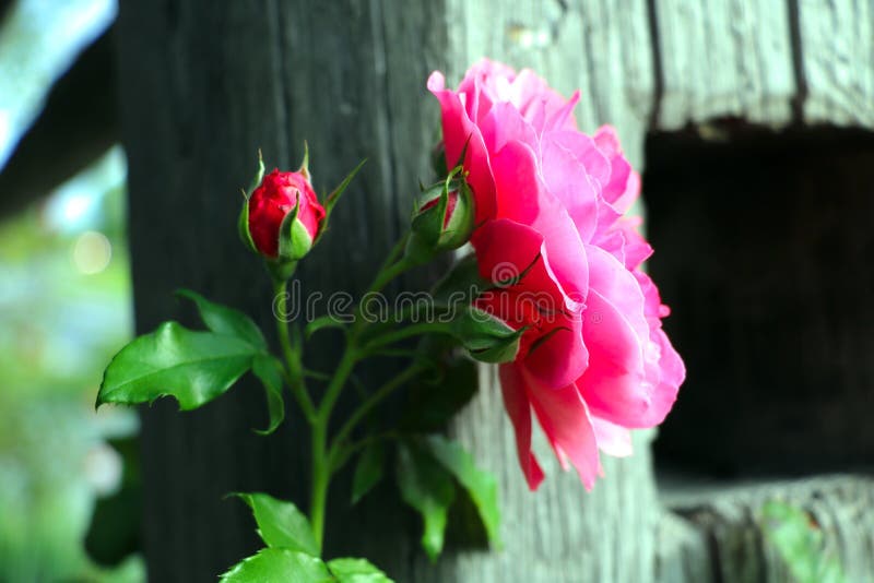 Red Garden Rose Close-up, Selective Focus Stock Image - Image of ...