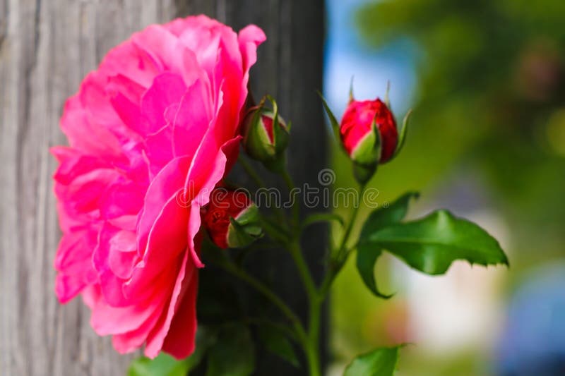 Red Garden Rose Close-up, Selective Focus Stock Image - Image of ...