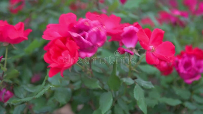 Red Garden Rose Flower Blooming in the Garden Stock Footage - Video of ...
