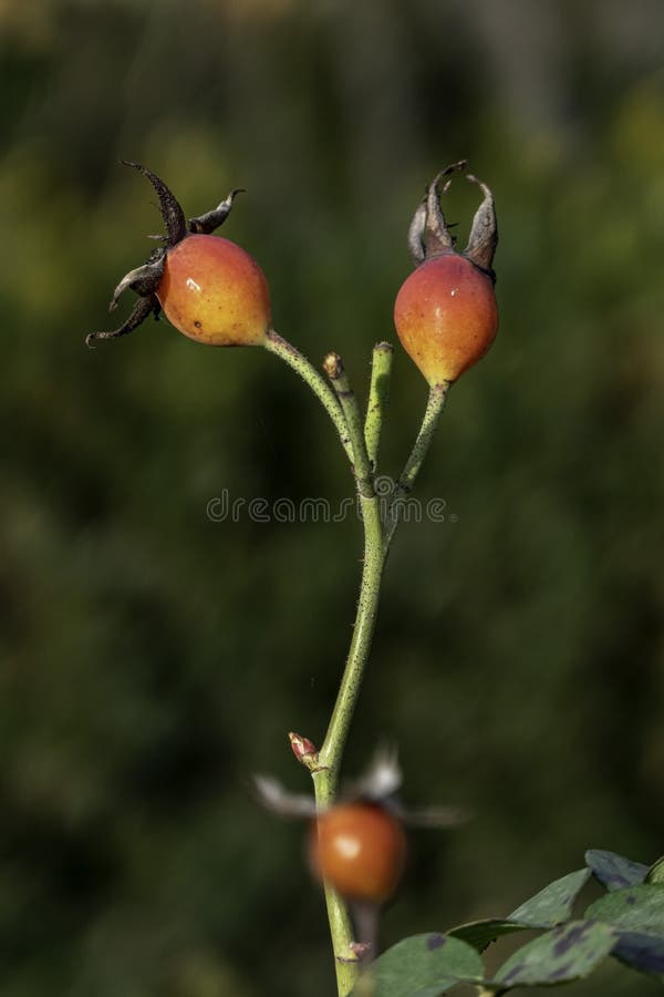 Red Garden Rose Seeds Close-up on a Blurred Background Stock Photo ...