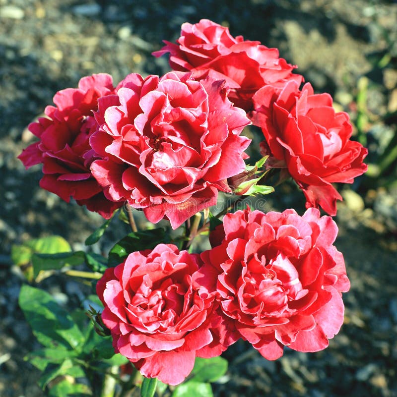Flower, Red, Garden Roses, Rose Picture. Image: 102880500