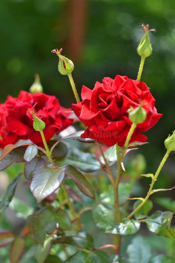 Red garden roses stock image. Image of incarnadine, cultivate - 82535593