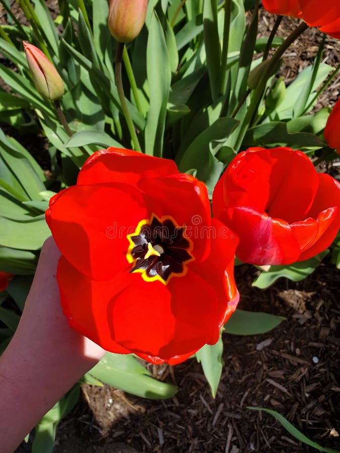 Red Garden Tulip stock image. Image of petal, plant - 227642071