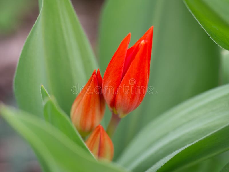 Red garden tulip in spring stock photo. Image of close - 161246522