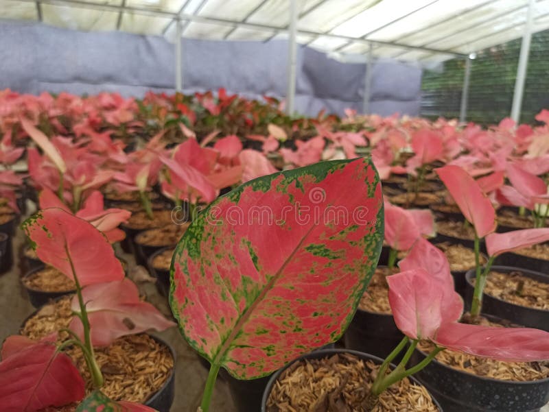 Red garden vegetation 2 stock image. Image of food, tree - 205033073