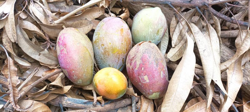 Red Garifta Mango stock image. Image of brazil, mango - 267408423