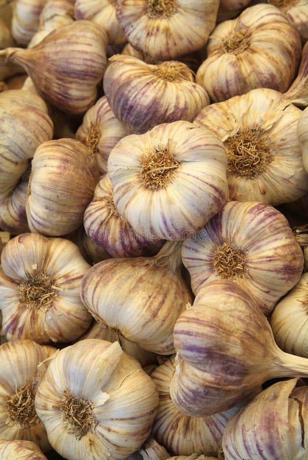 Red garlic stock image. Image of typical, garlic, rarity - 25057101