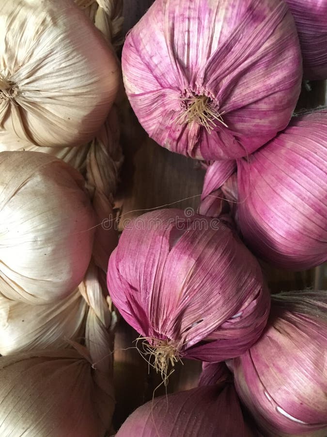 Redgarlic Stock Photos - Free & Royalty-Free Stock Photos from Dreamstime