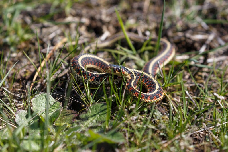 Red garter snake stock photo. Image of green, animal - 115475190