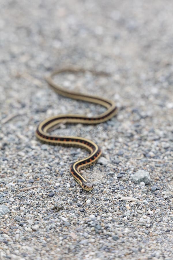 Red garter snake stock photo. Image of nature, garter - 200819648