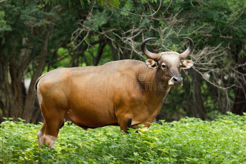 Red gaur stock photo. Image of grass, muscle, alone, adult - 76057644